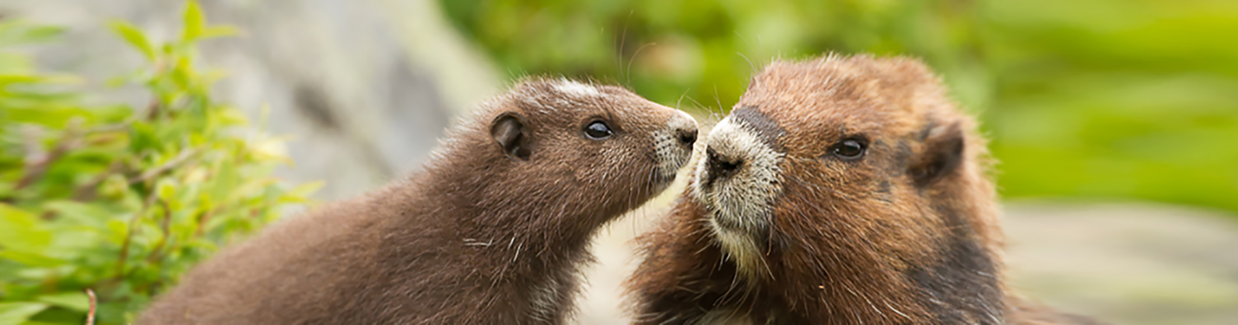 Save a species petition – The Vancouver Island Marmot Recovery Foundation