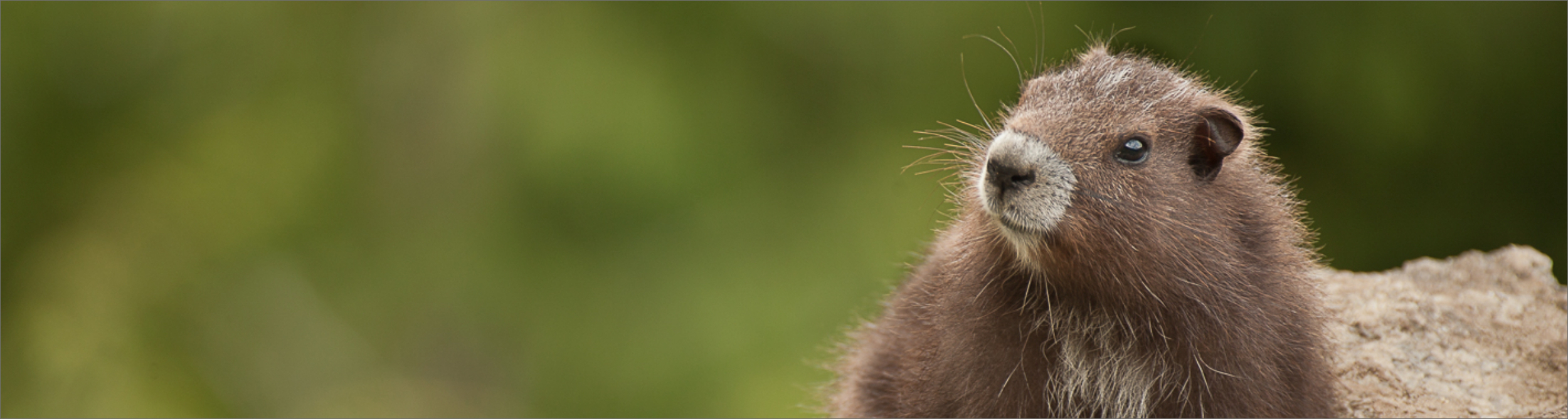 Save a Species – The Vancouver Island Marmot Recovery Foundation
