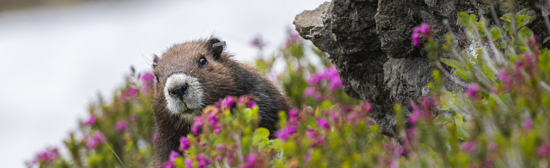 Animal Profile – The Vancouver Island Marmot Recovery Foundation