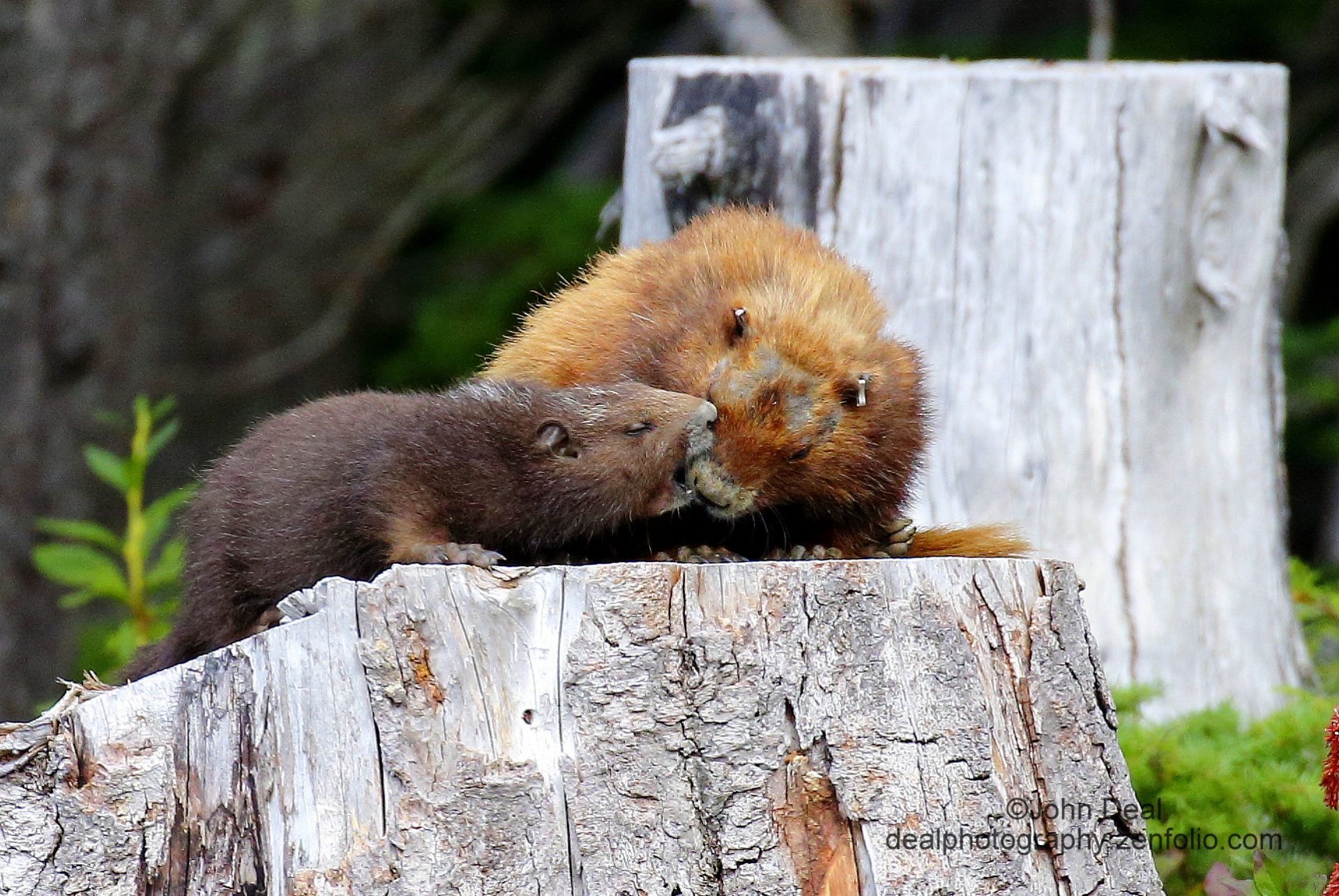 Family matters – The Vancouver Island Marmot Recovery Foundation