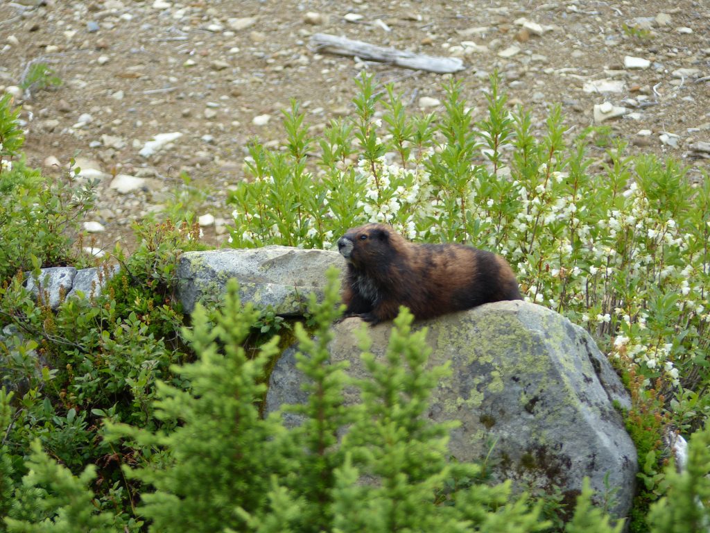 March’s Marmot of the Month is June