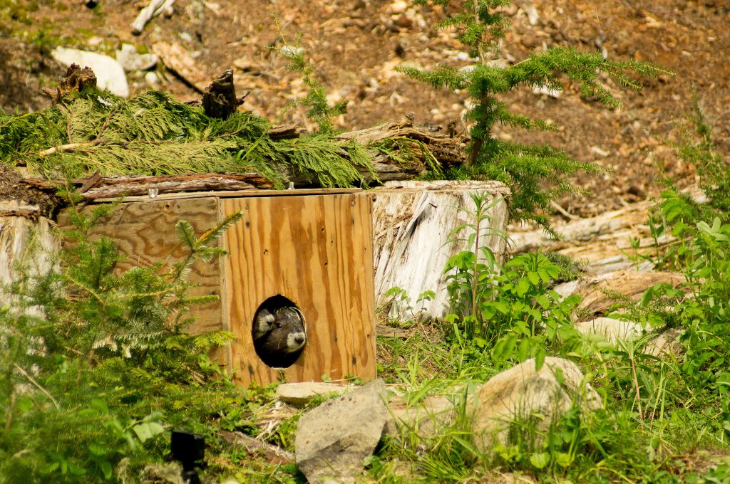 Marmots Released at Mount Washington