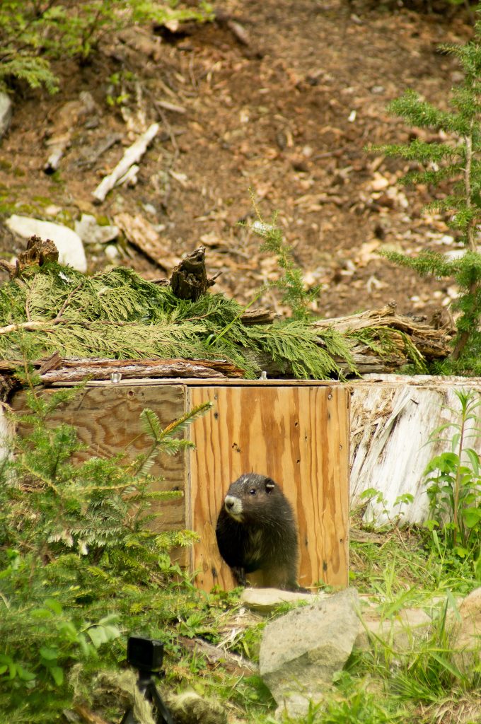 Marmots Released at Mount Washington