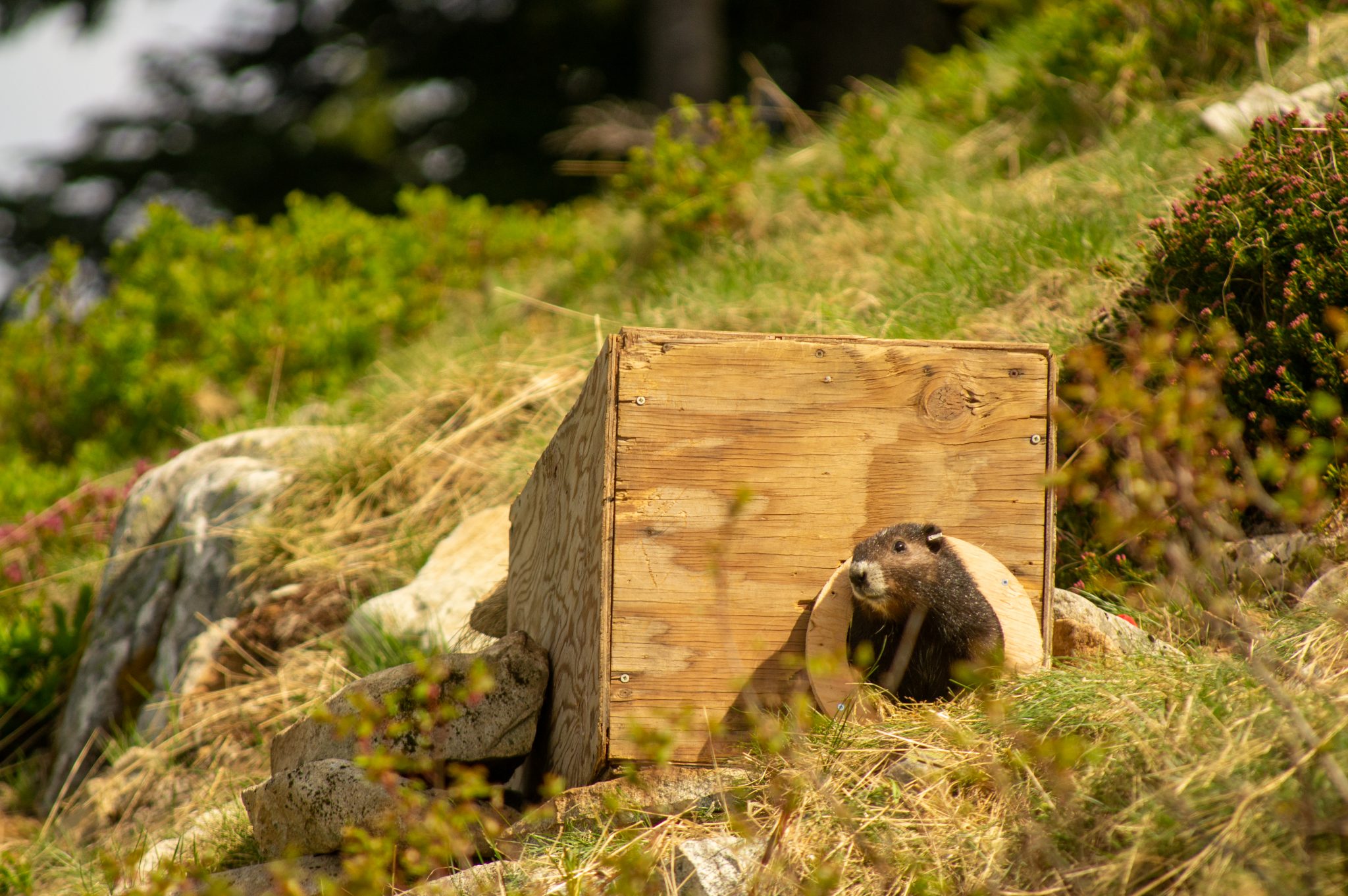Marmot Releases and Pups being spotted – The Vancouver Island Marmot ...