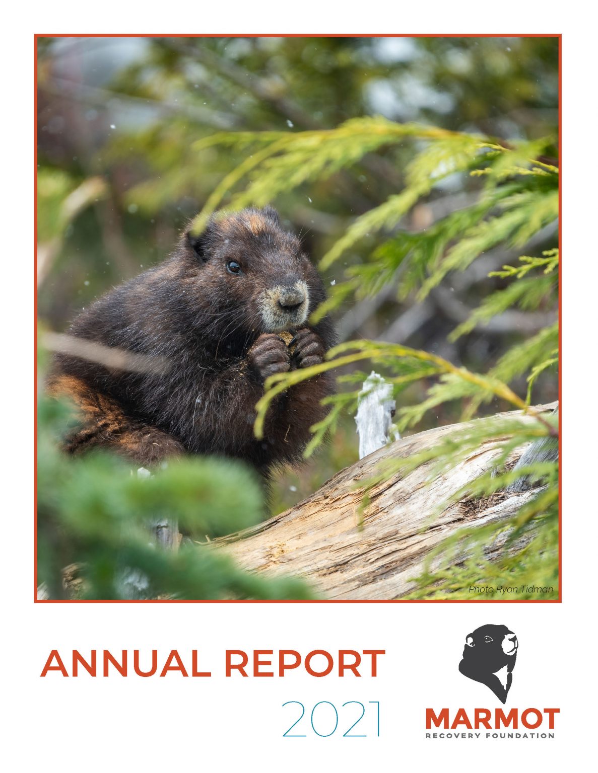 News From The Wild – The Vancouver Island Marmot Recovery Foundation