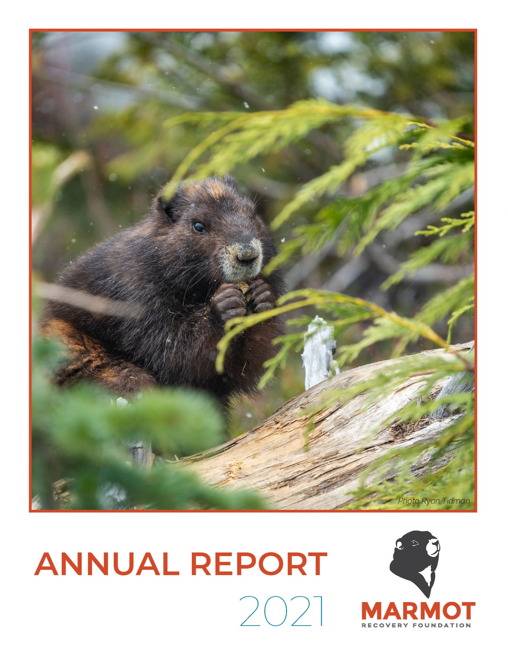 News From The Wild – The Vancouver Island Marmot Recovery Foundation