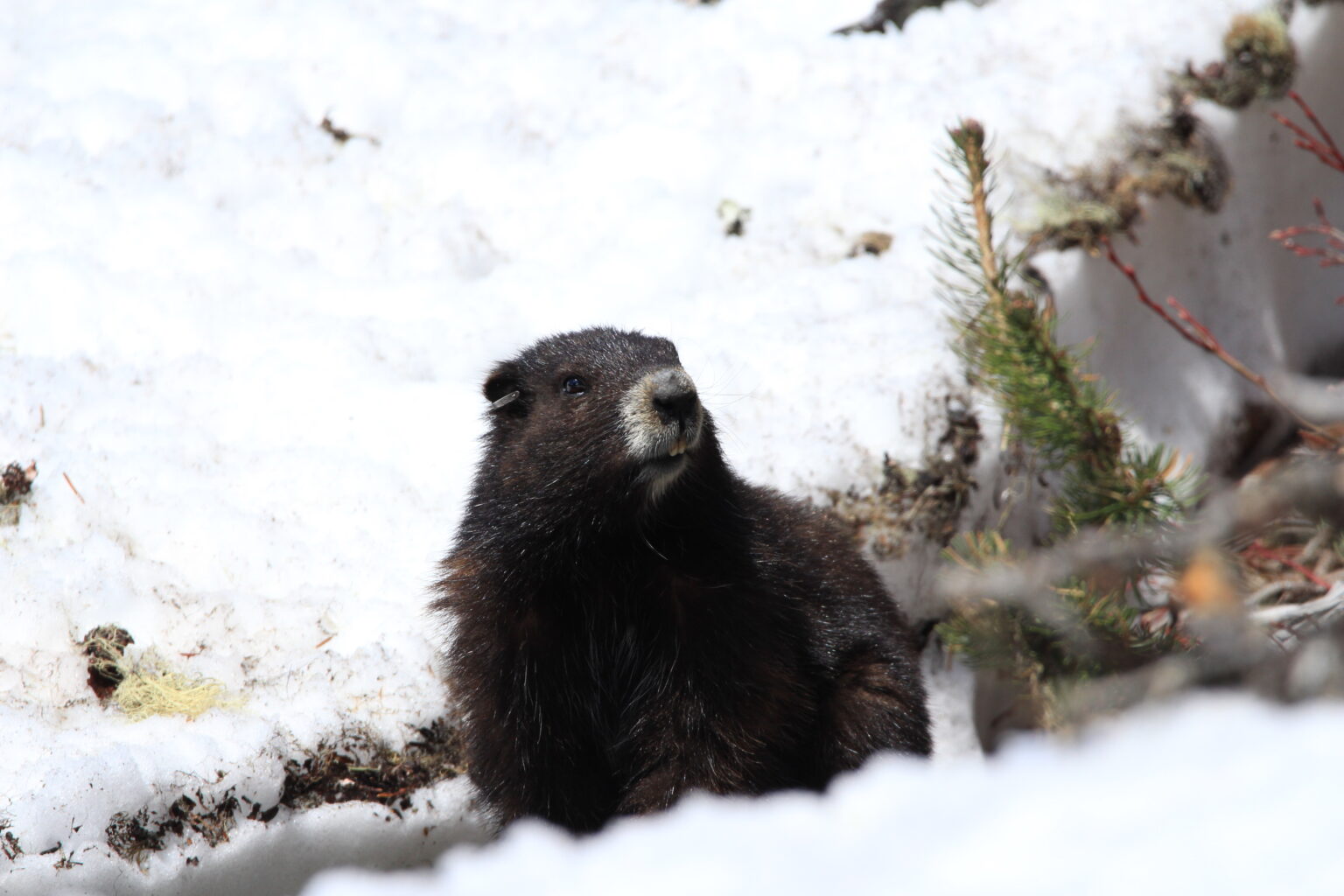 News From The Wild – The Vancouver Island Marmot Recovery Foundation