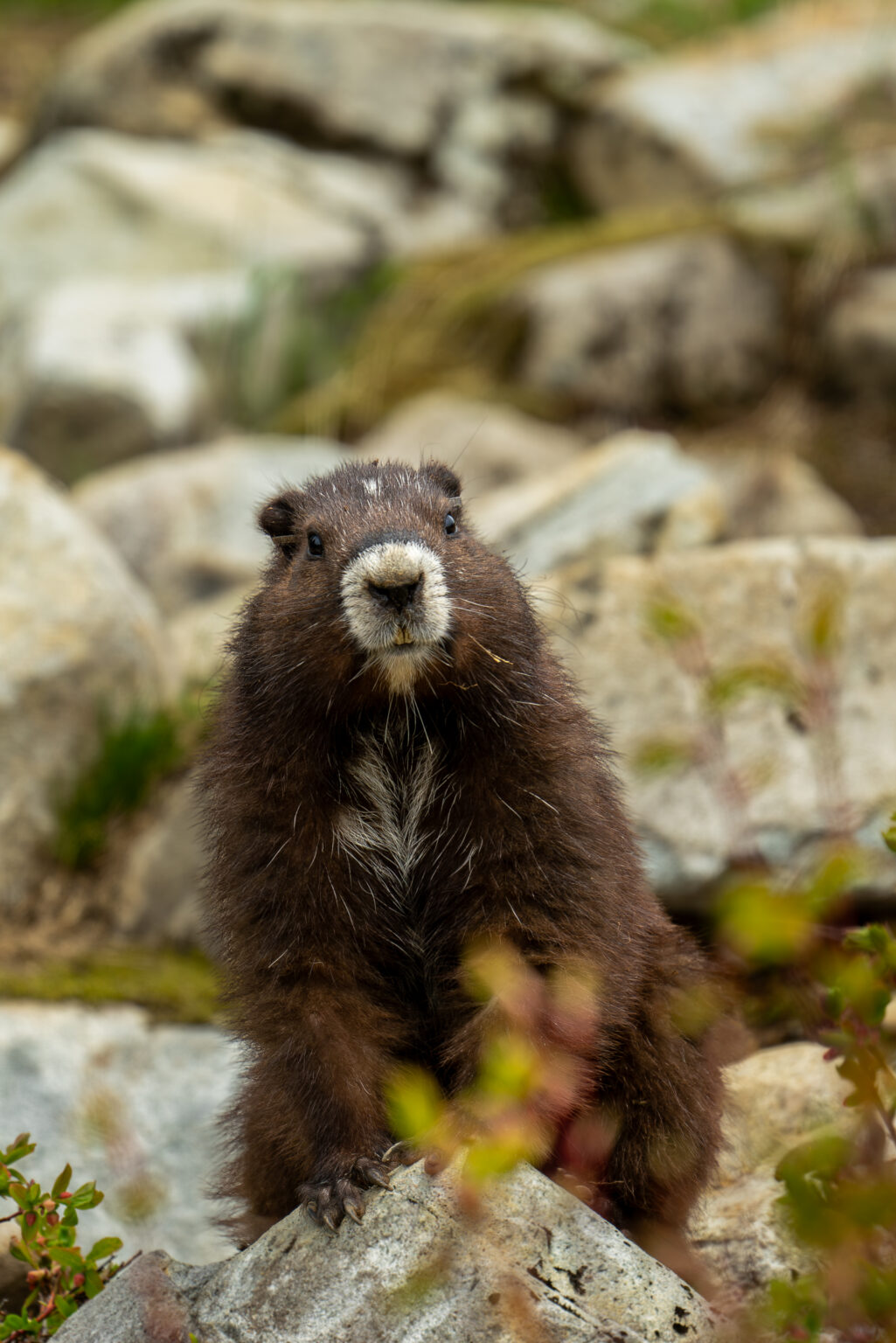 Animal Profile