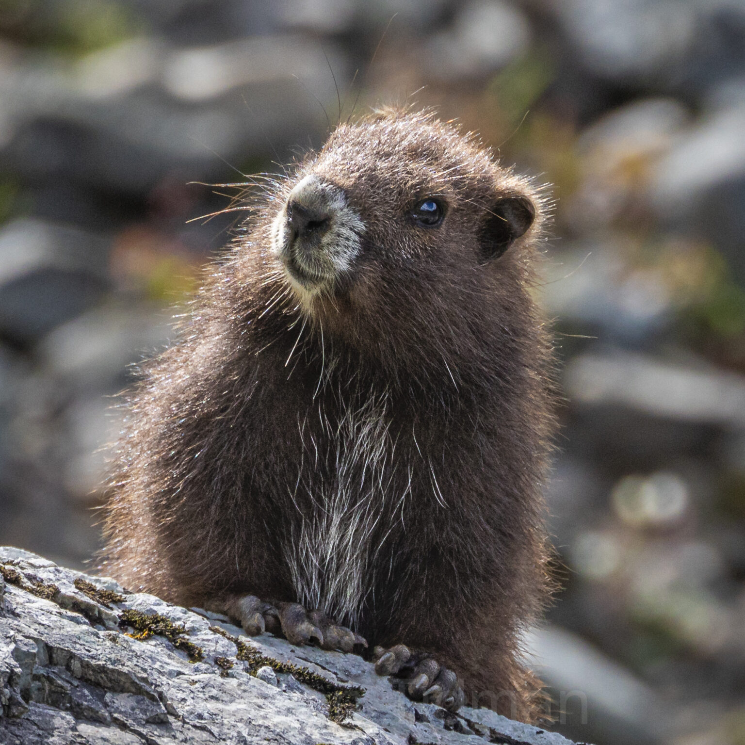 Saving a species. One animal at a time.
