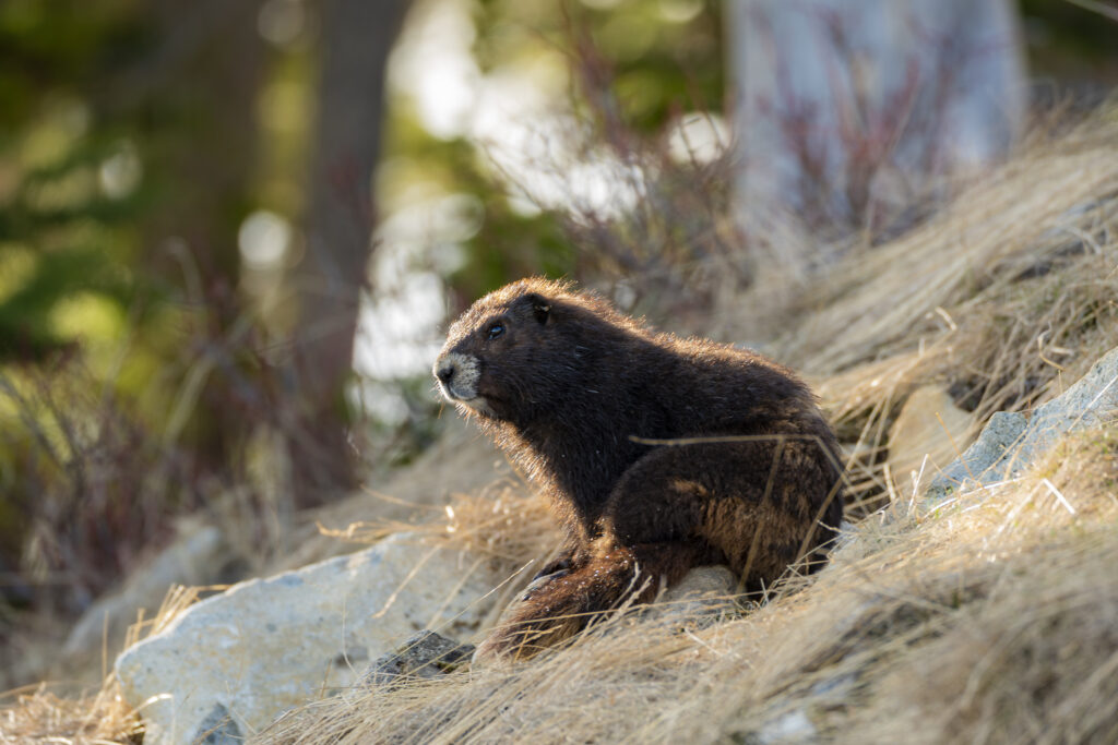 Saving a species. One animal at a time.